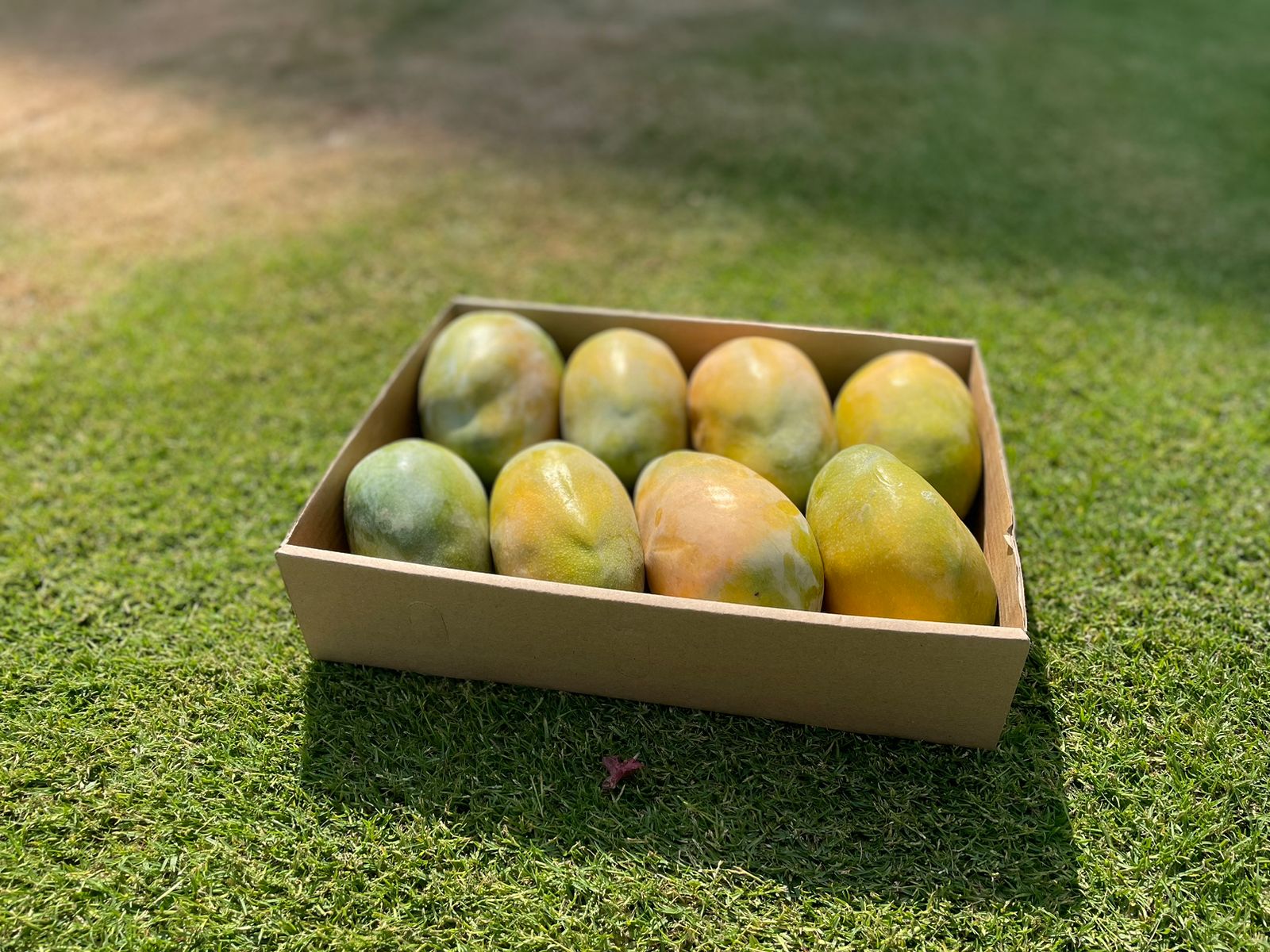 Keitt Mango 5kg – Birdrock Eats